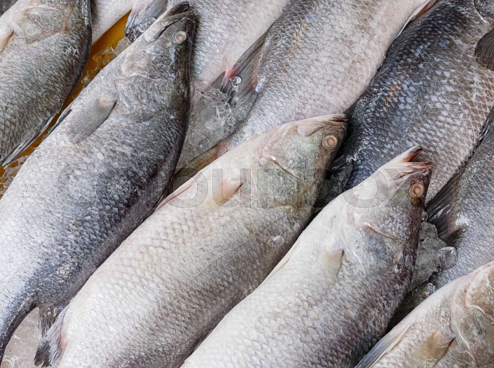 Stack of fresh snapper at fish market | Stock image | Colourbox