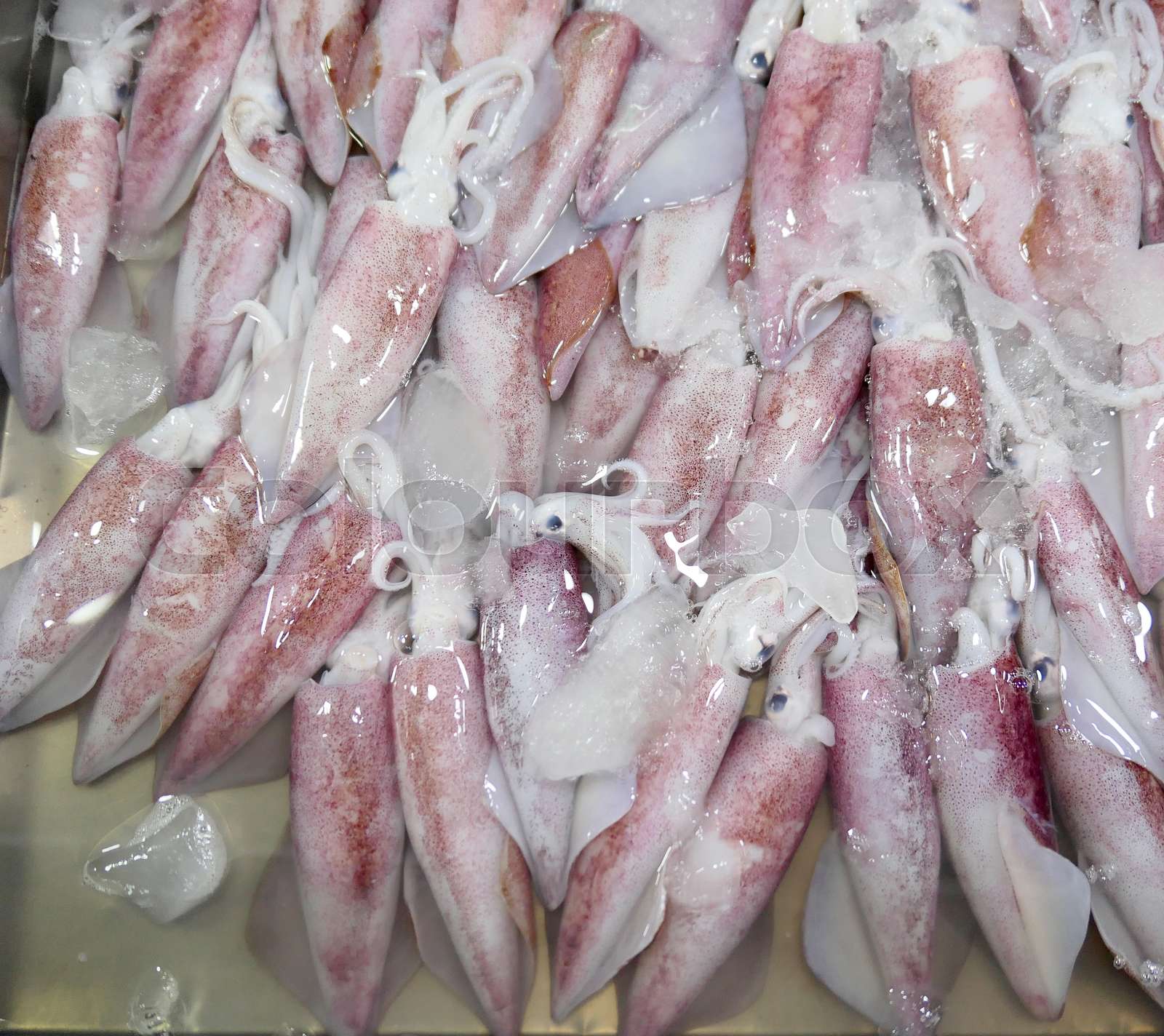 Fresh raw squids | Stock image | Colourbox