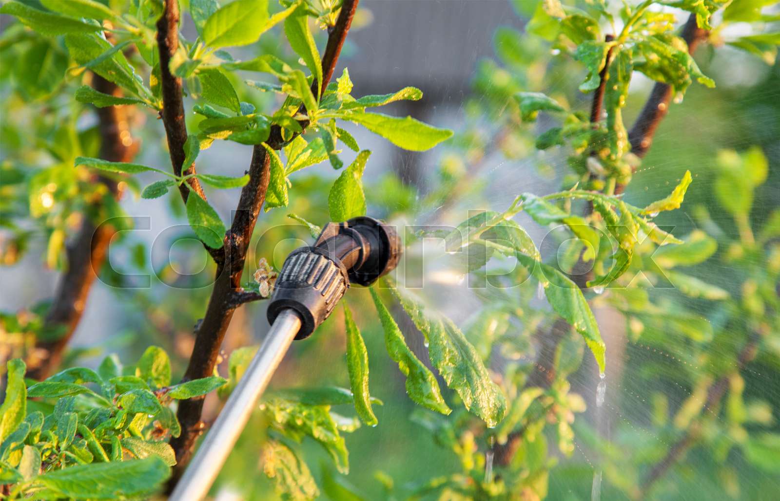 Spraying trees with pesticides | Stock image | Colourbox