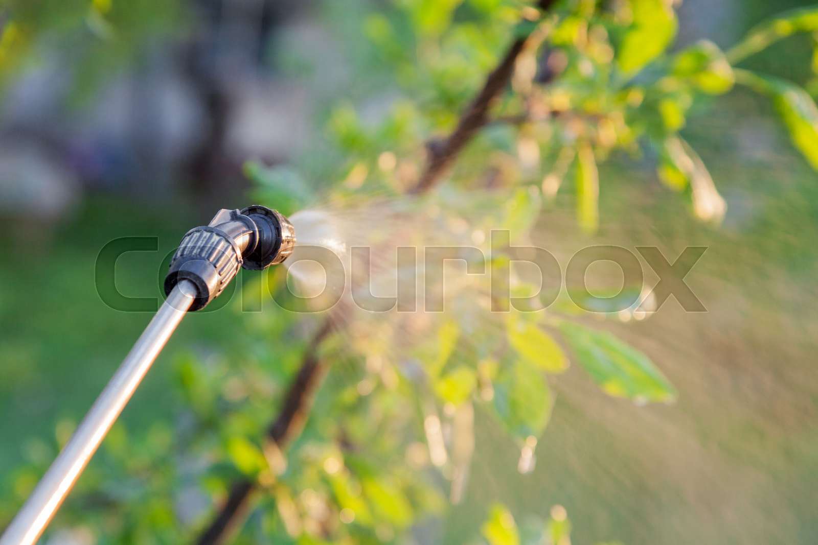 Spraying trees with pesticides | Stock image | Colourbox