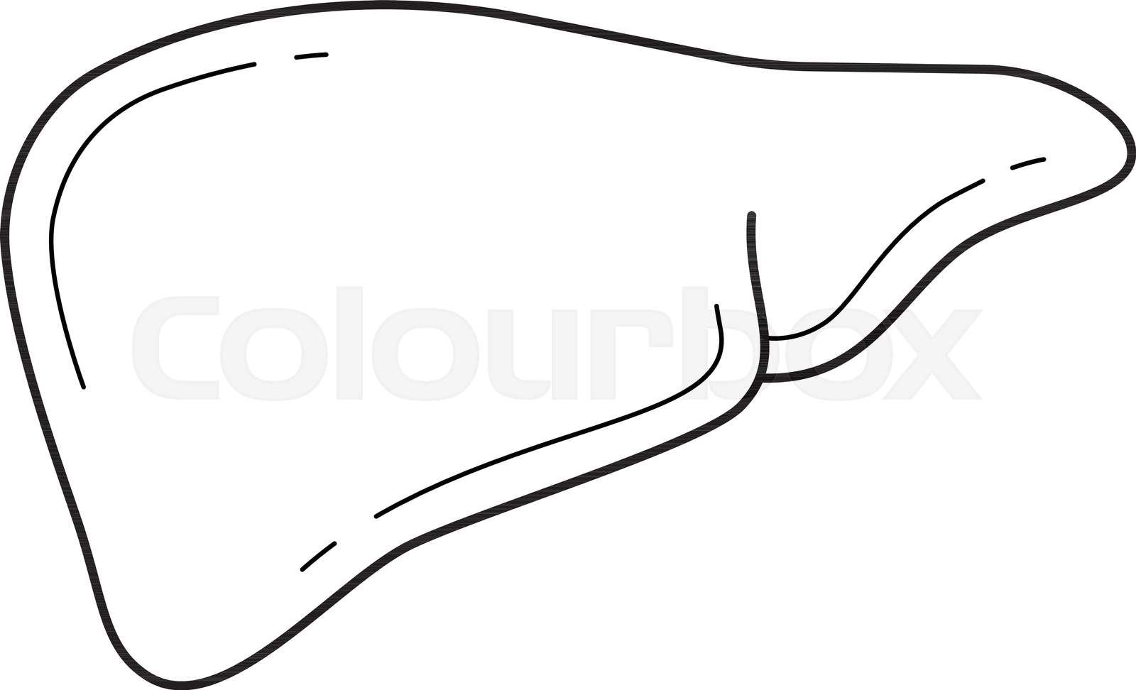 Human liver line icon. | Stock vector | Colourbox