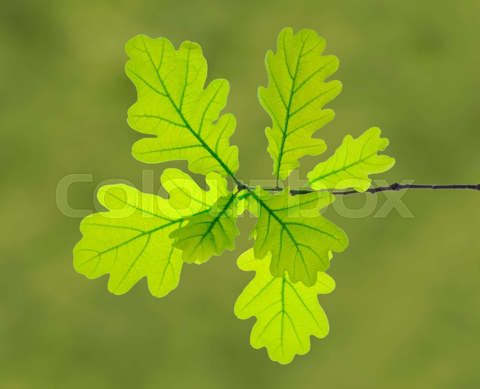 branch and leaves of oak tree | Stock image | Colourbox