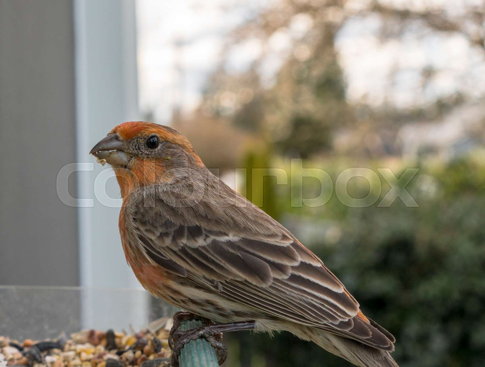 Colorful Orange Male House Finch Perched at Bird Feeder | Stock image ...