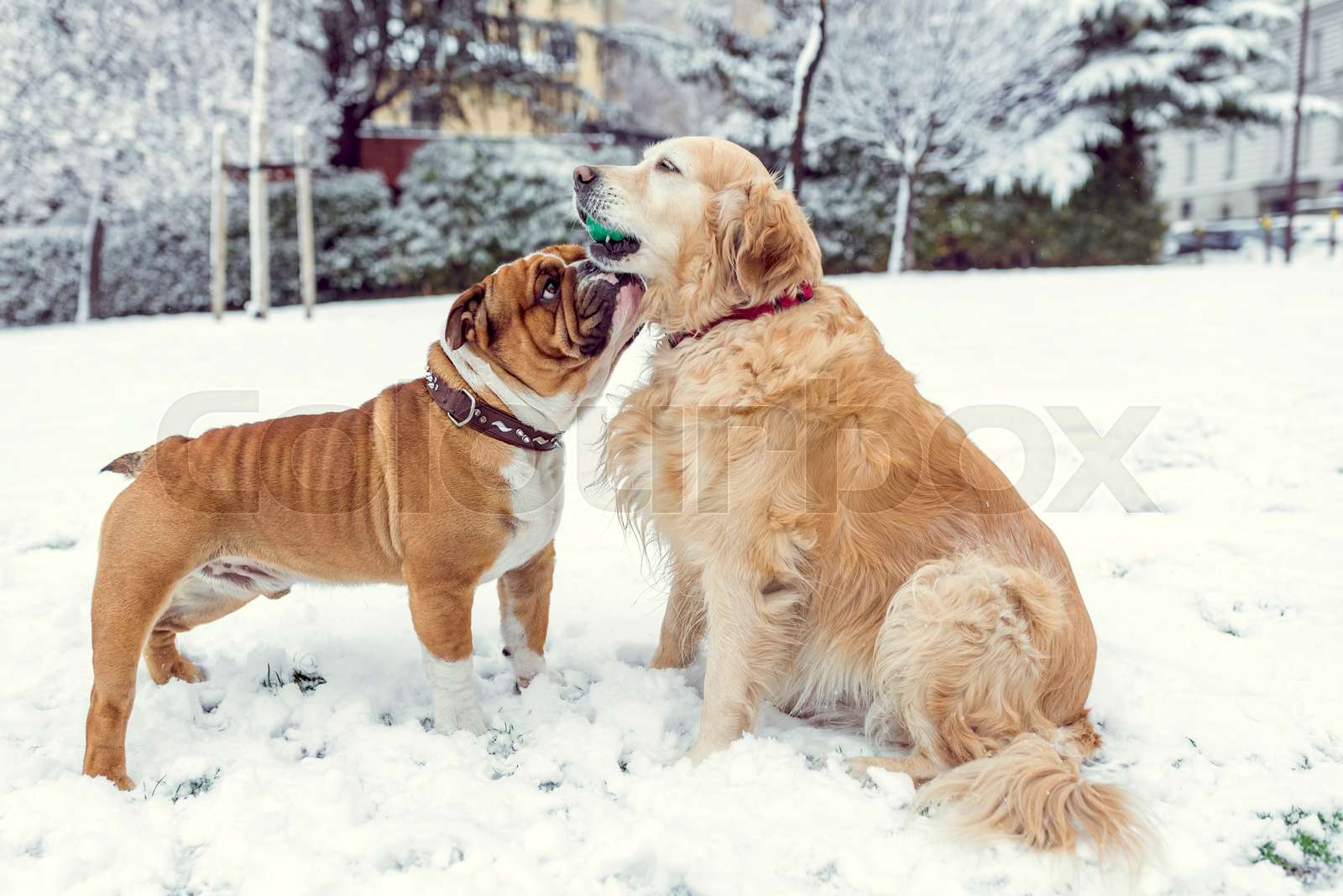 Happy dogs playing | Stock image | Colourbox