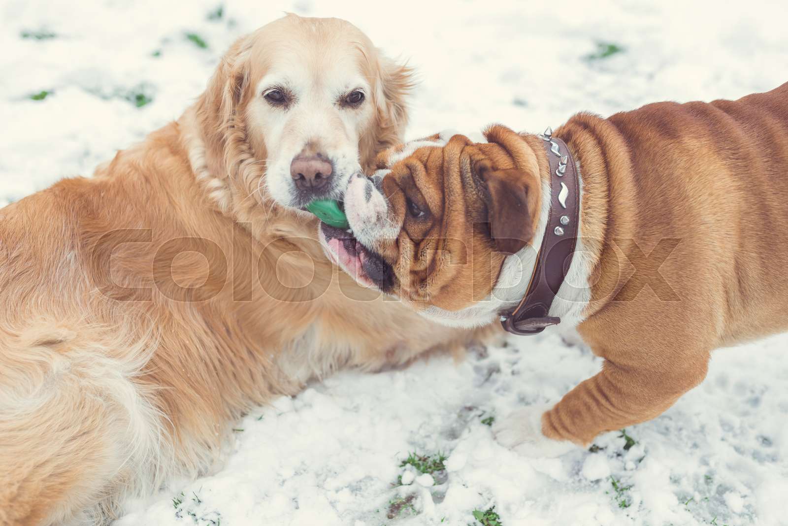 Happy dogs playing | Stock image | Colourbox