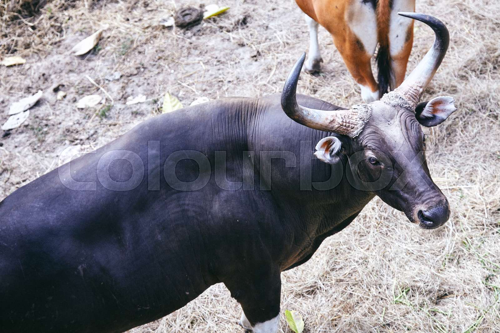 Black common eland with curve horns in the zoo | Stock image | Colourbox