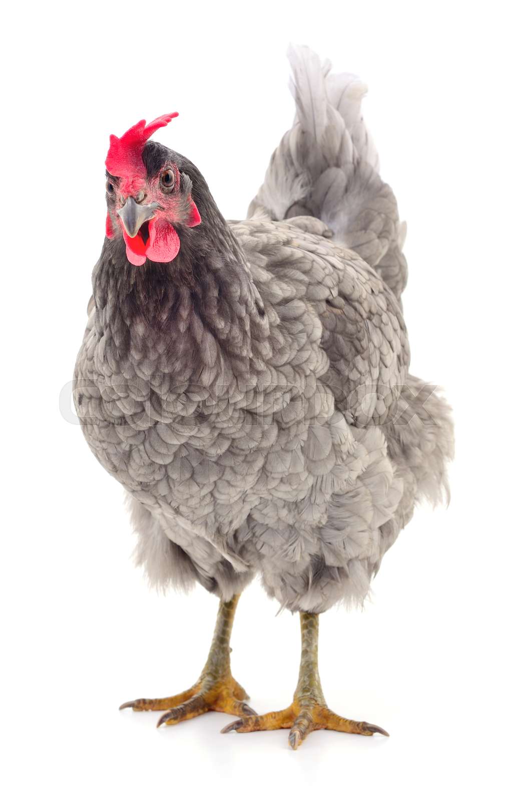 Grey hen isolated. | Stock image | Colourbox