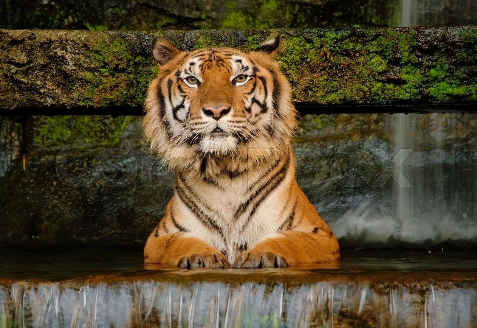 Portrait Tiger watching in waterfall | Stock image | Colourbox