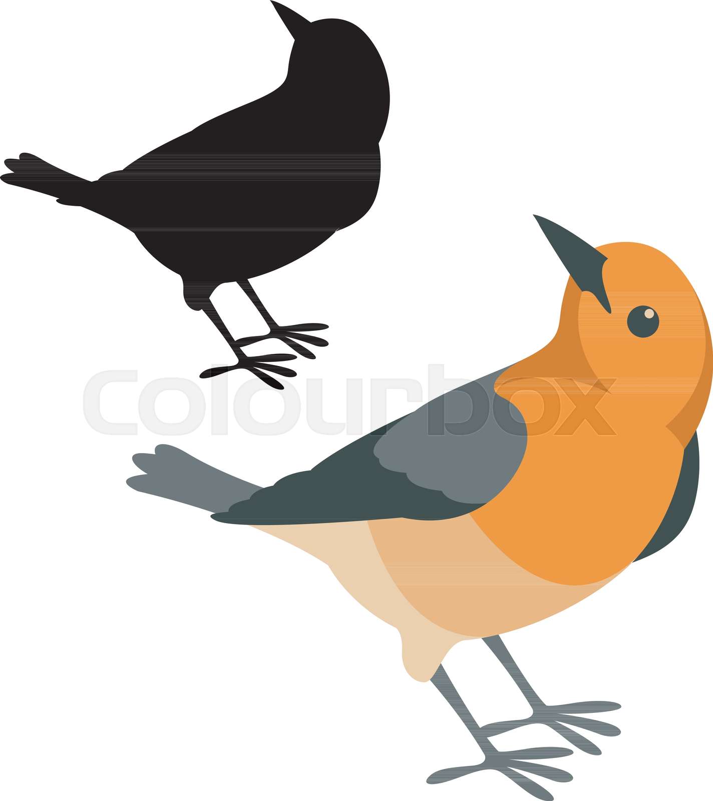 robin bird | Stock vector | Colourbox