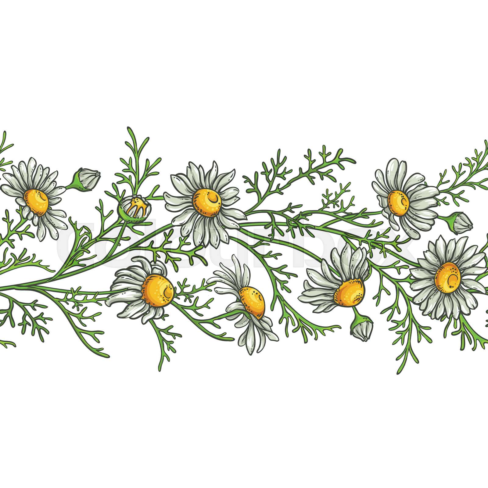 Chamomile Flower Vector
