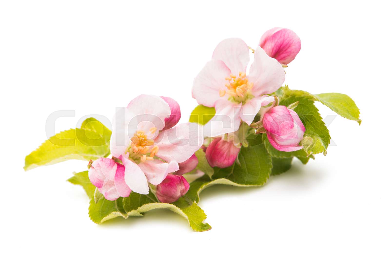 flowers of apple tree isolated | Stock image | Colourbox