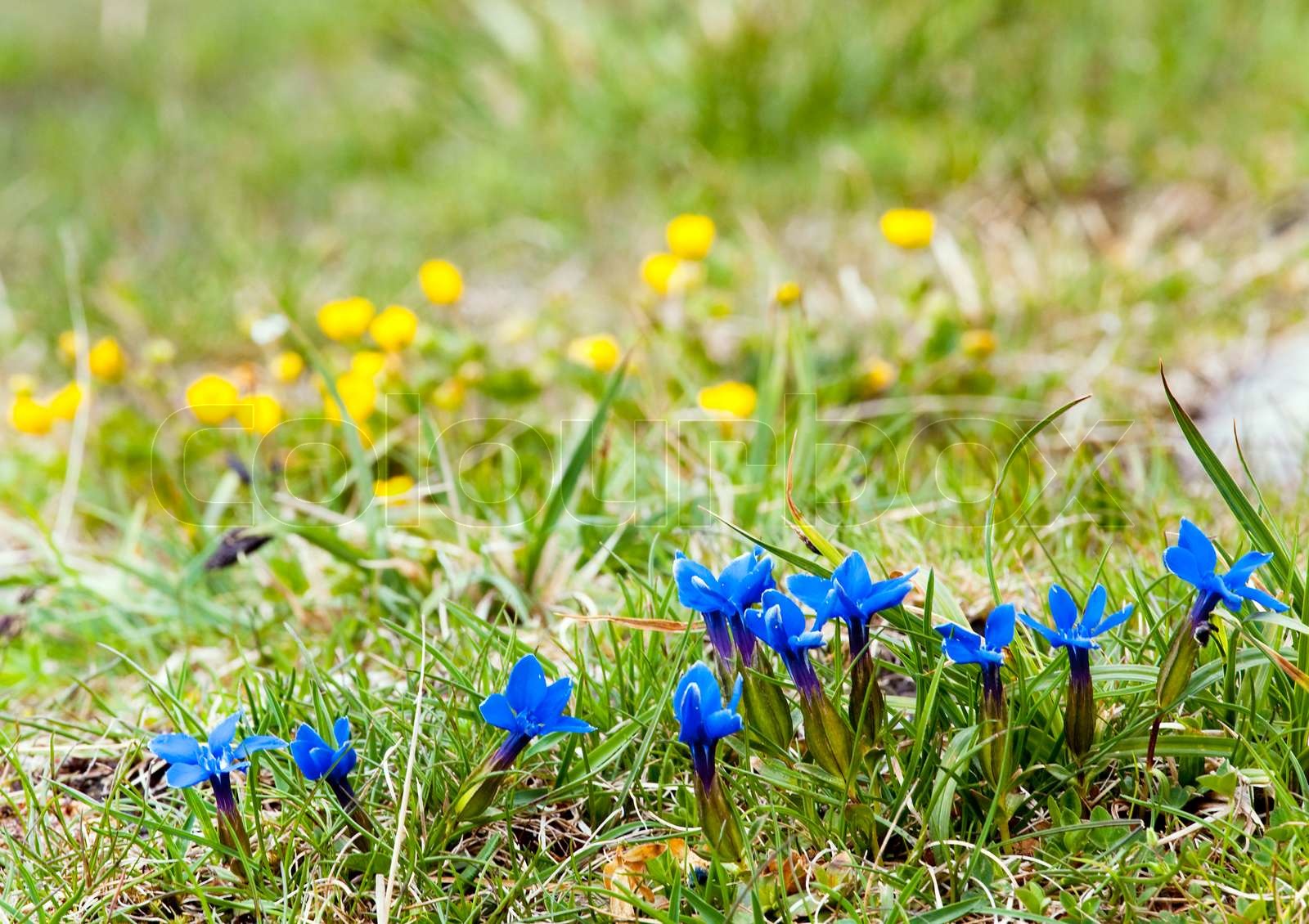 Group of blue alpine flowers on summer meadow | Stock image | Colourbox