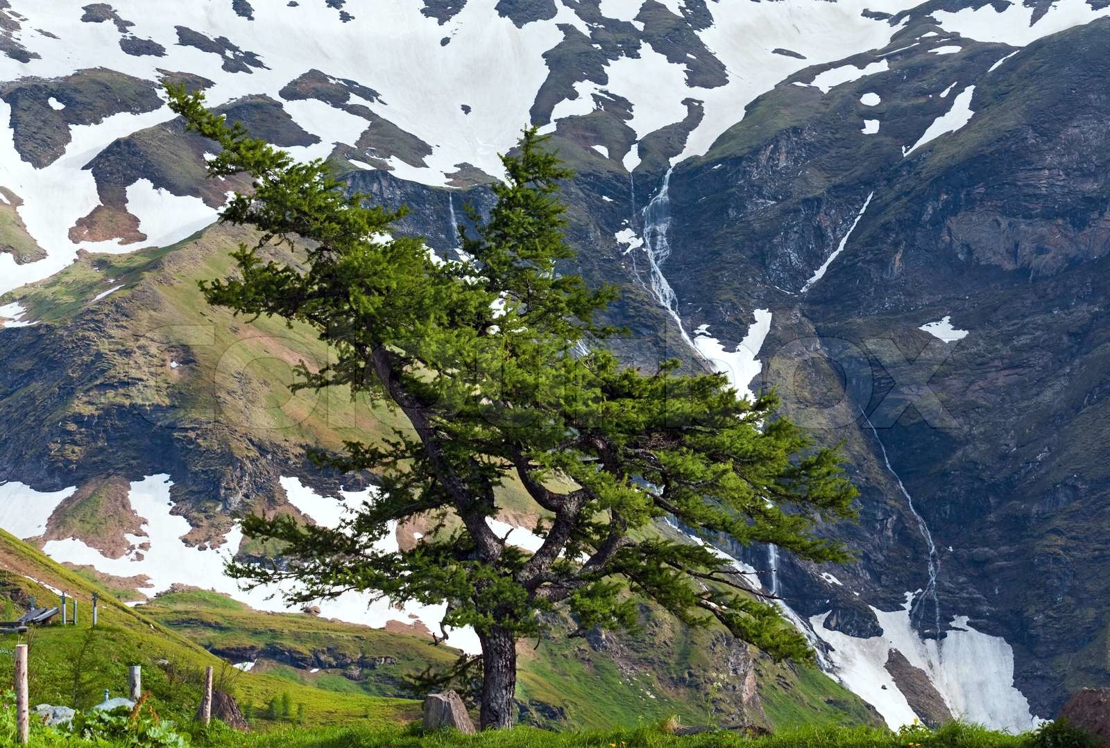 Tranquil summer Alps mountain view with lonely pine tree | Stock image ...
