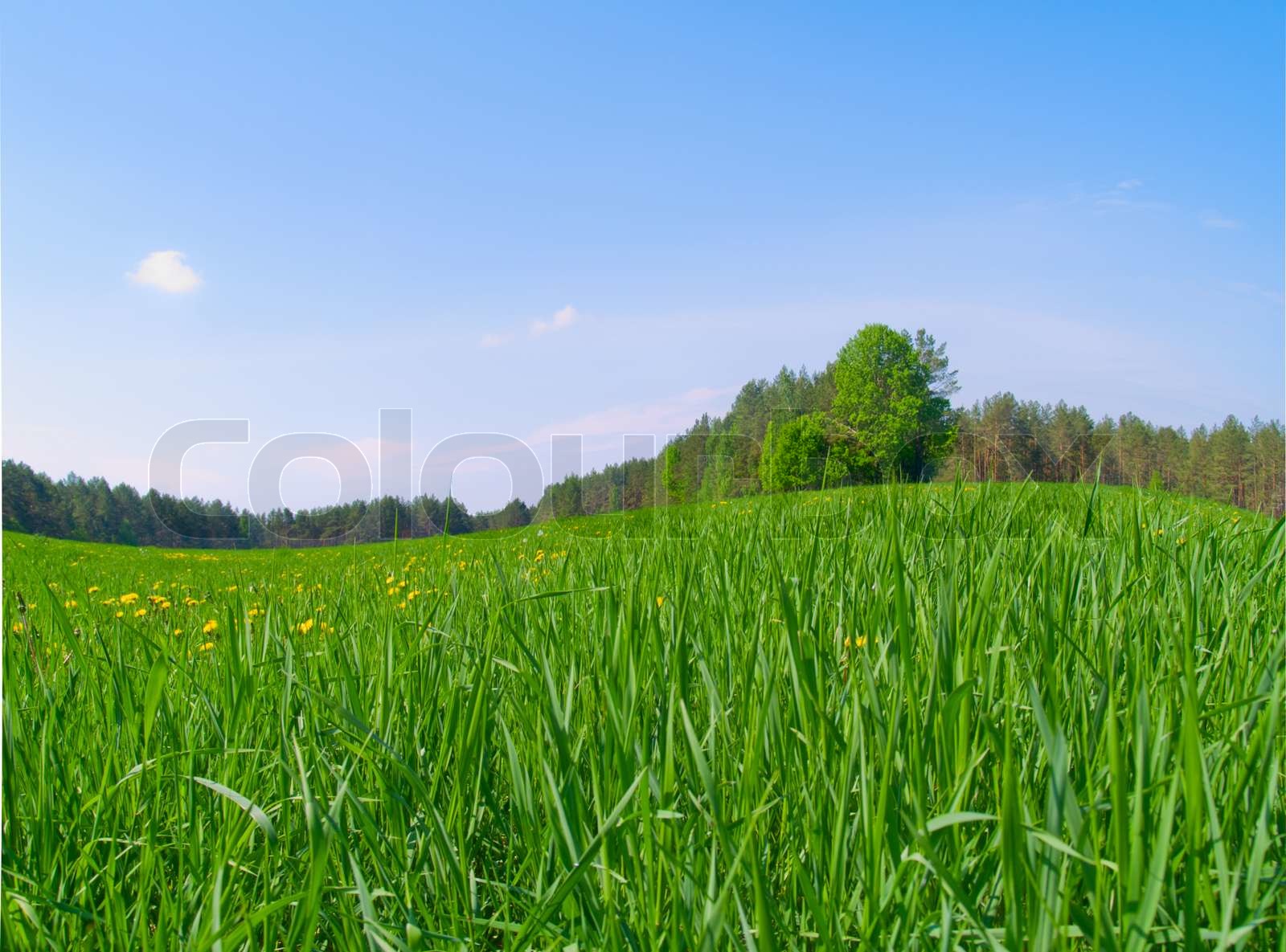 fresh spring field with long green grass | Stock image | Colourbox