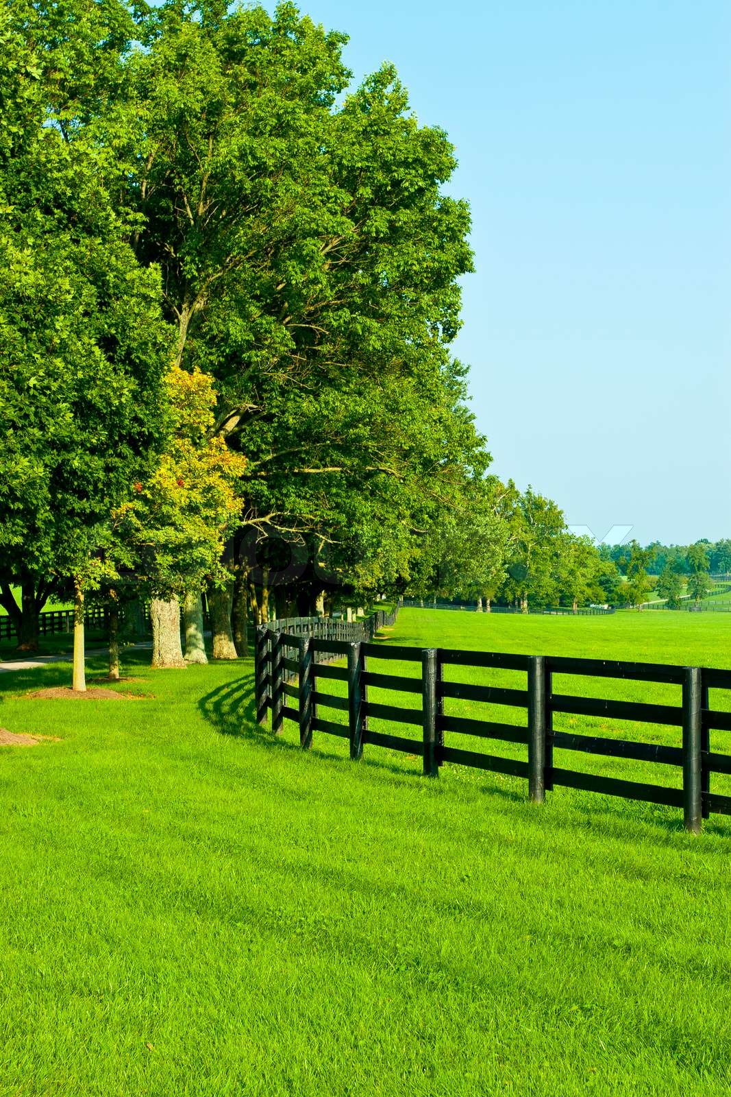 Green pastures of horse farms. Country Scenery. | Stock image | Colourbox