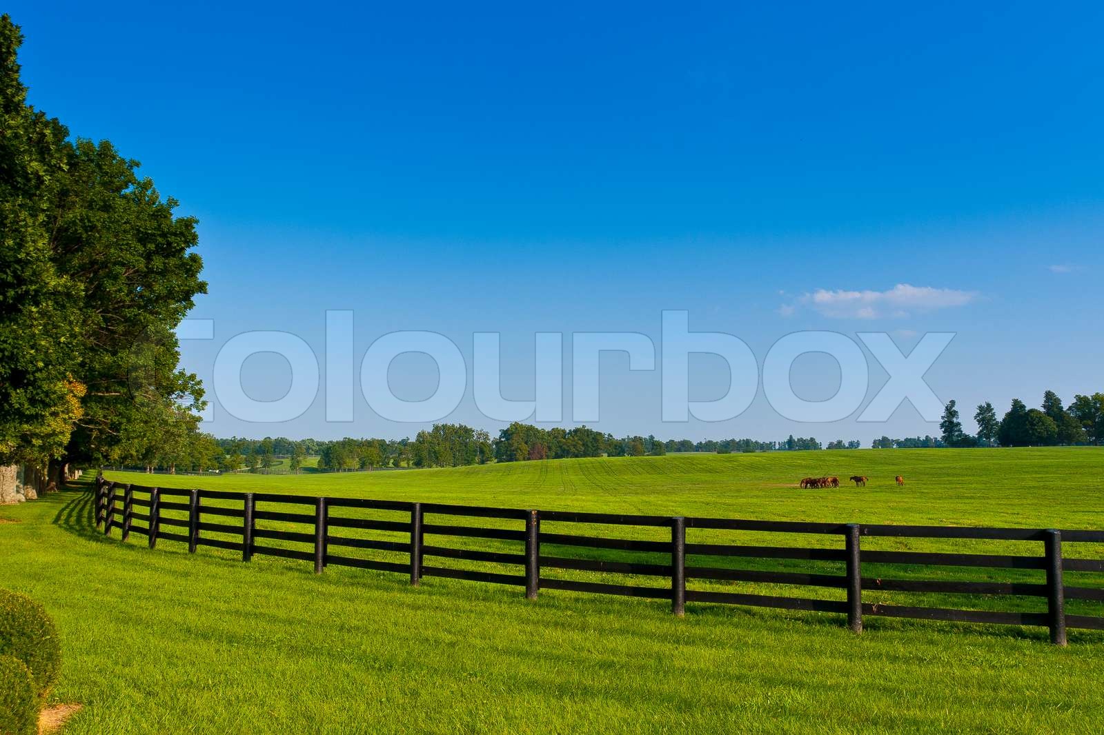 Green pastures of horse farms. Country Scenery. | Stock image | Colourbox
