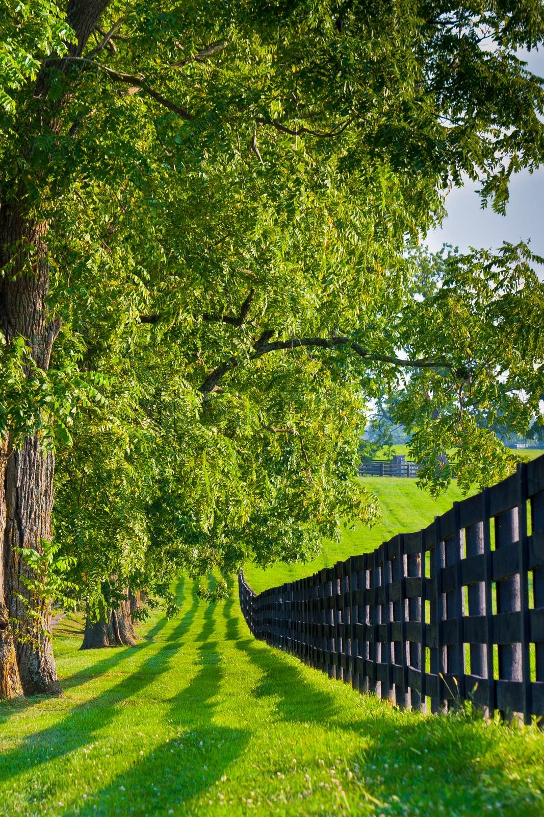 Green pastures of horse farms. Country Scenery. | Stock image | Colourbox