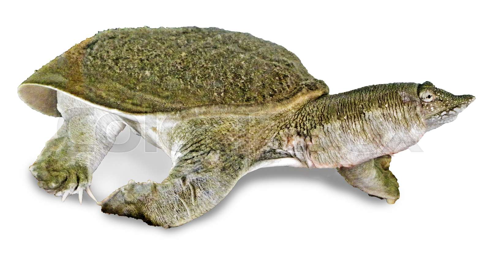 close up of soft-shell turtle | Stock image | Colourbox