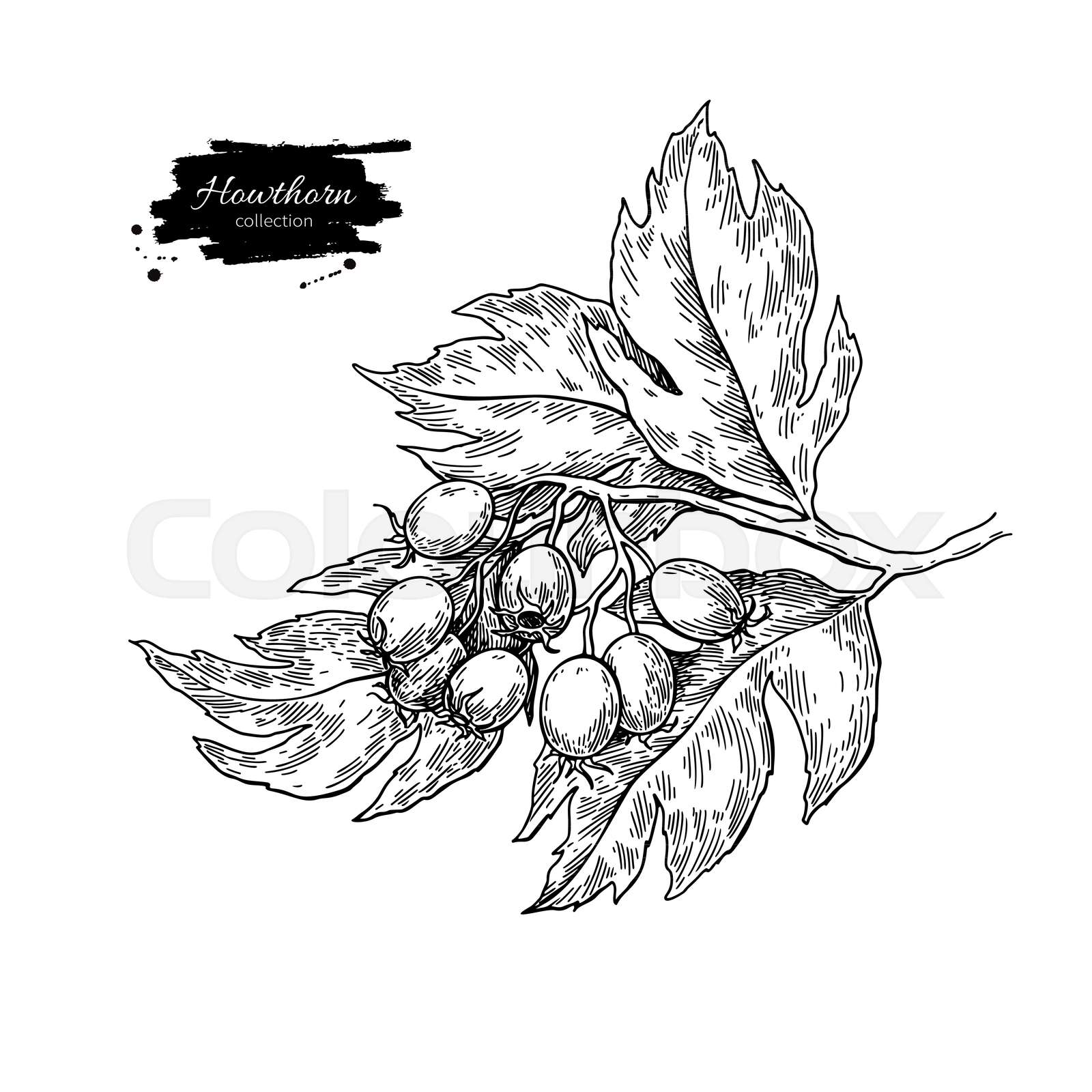 Hawthorn Tree Drawing