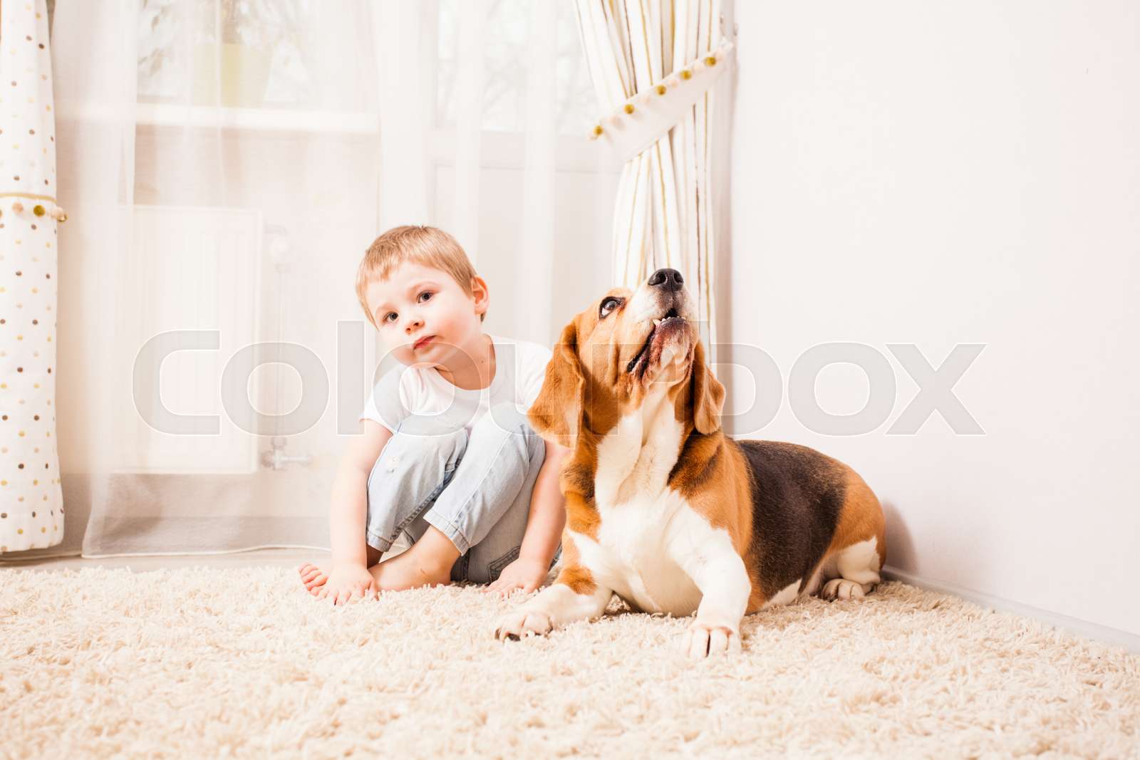 the dog protects the owner | Stock image | Colourbox
