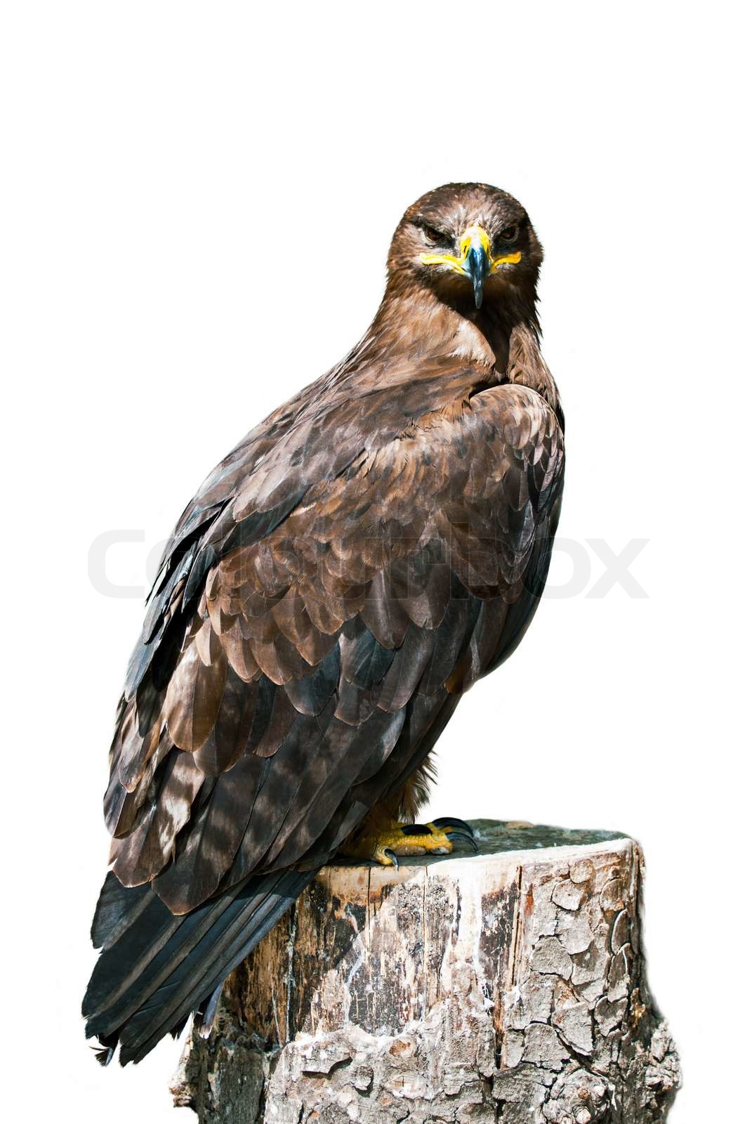 eagle sitting on wooden log isolated over white background | Stock ...