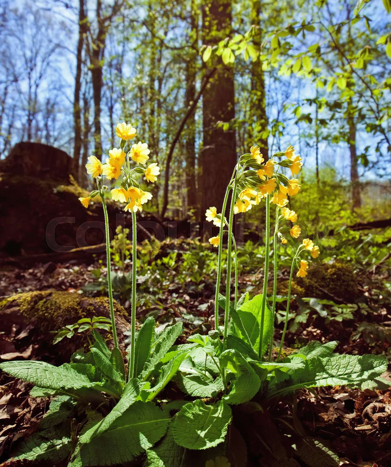 primula veris | Stock image | Colourbox