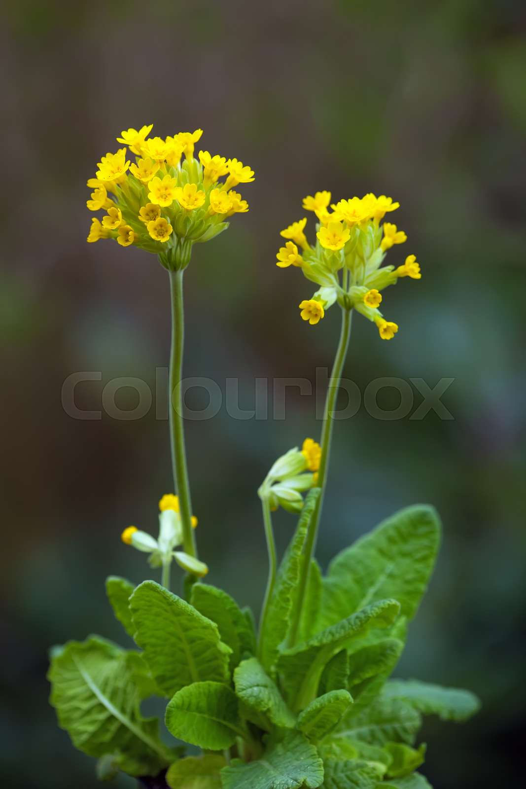 primula veris | Stock image | Colourbox