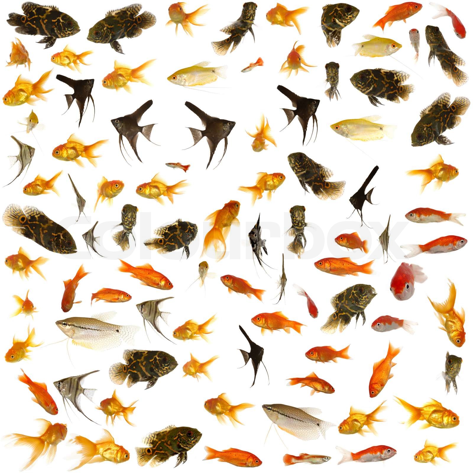 Fish collection with many different tropical fish | Stock image | Colourbox