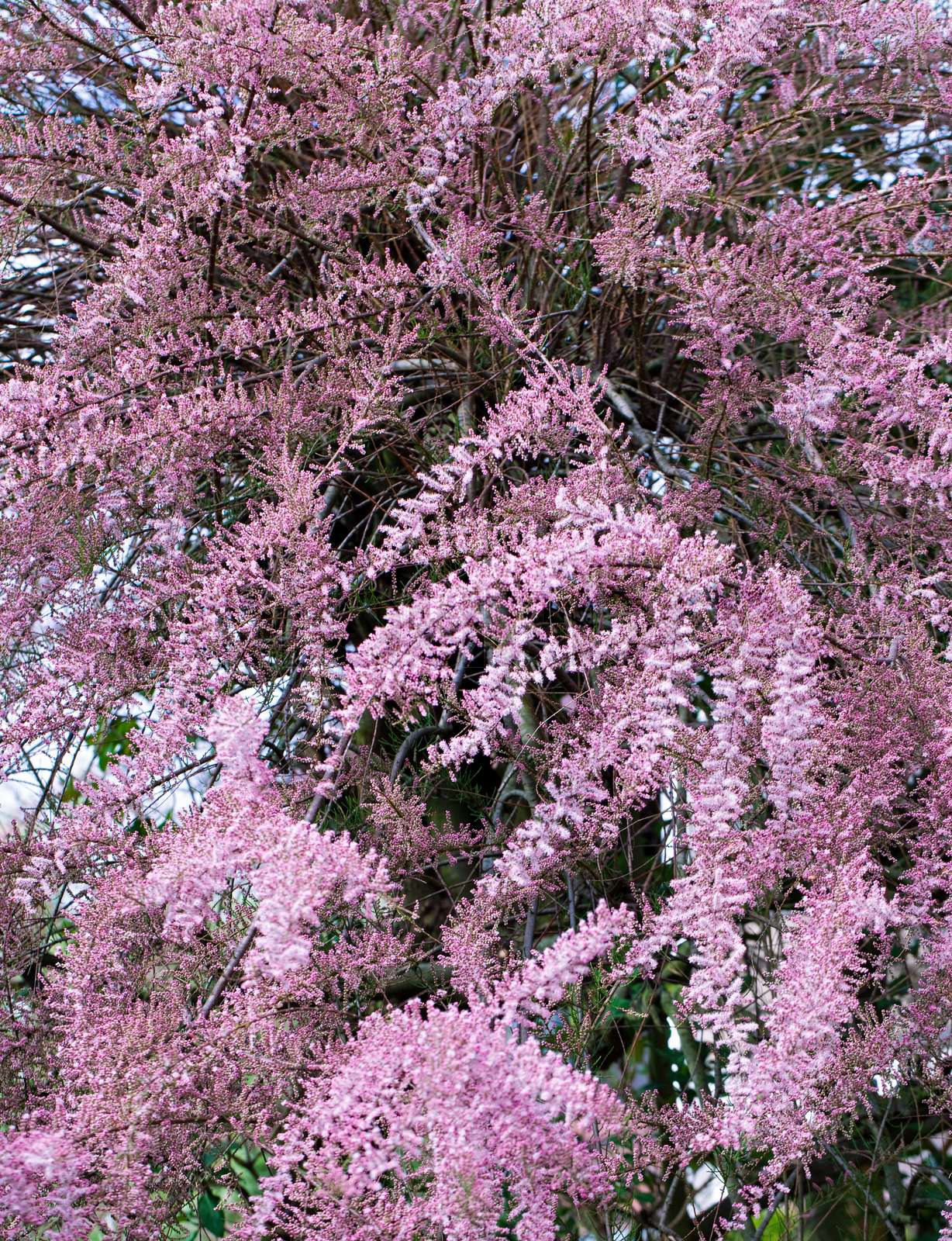 tamarix tree | Stock image | Colourbox