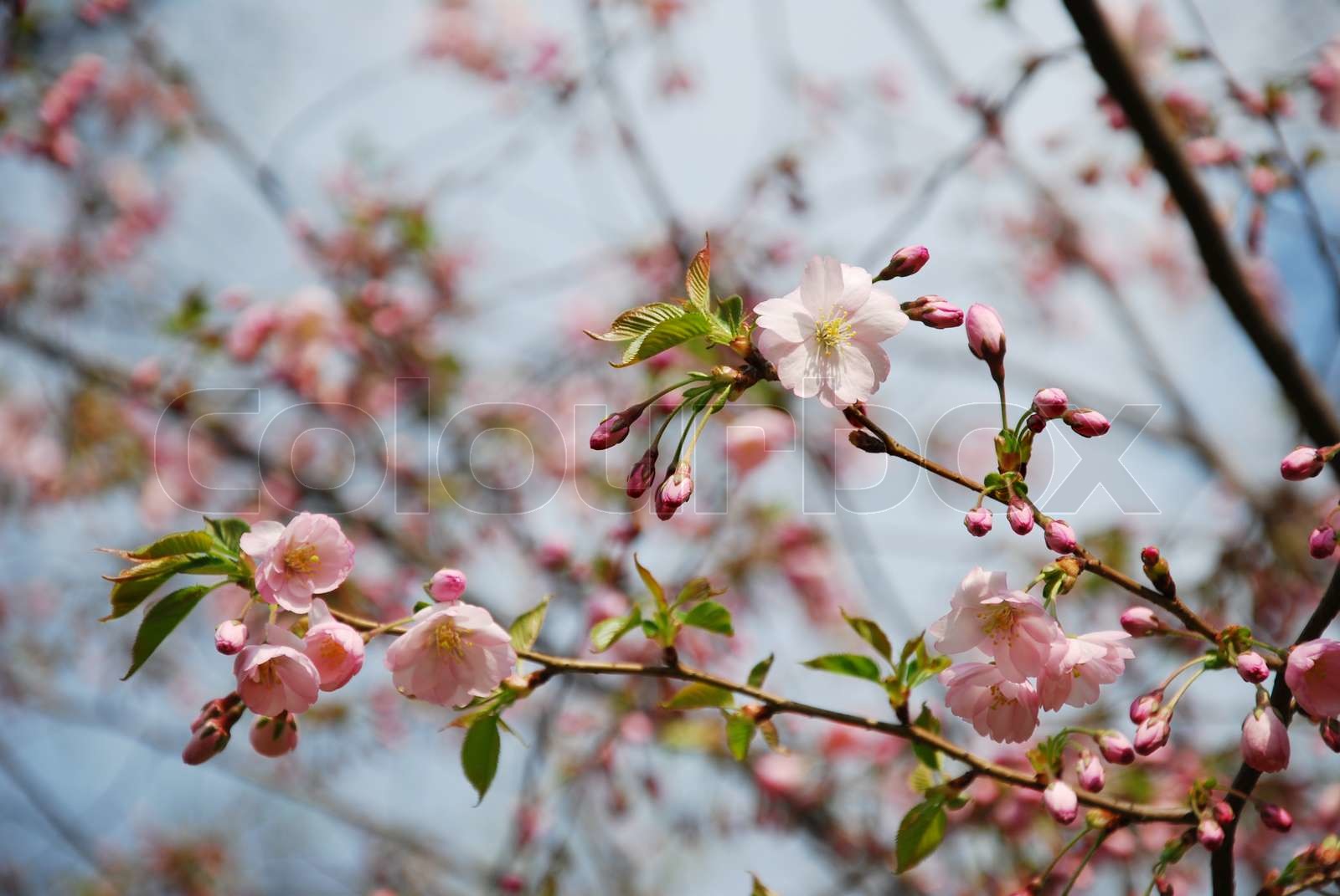spring prime flowers buds tree | Stock image | Colourbox