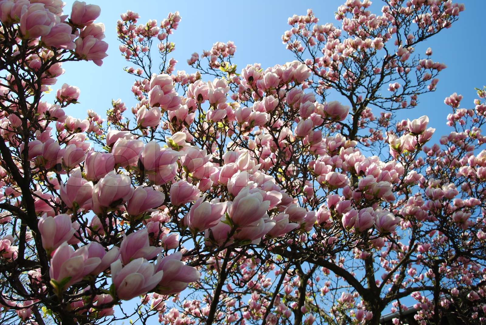 Frühjahr April prime Blumen Baum | Stock Bild | Colourbox
