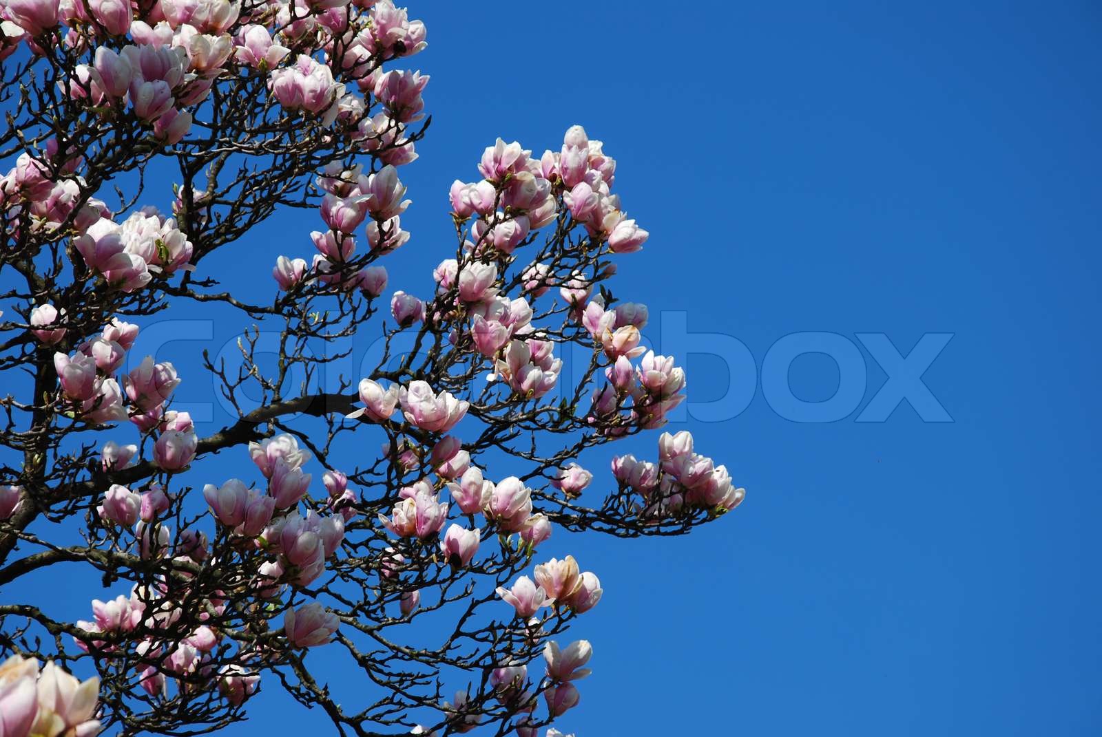 Frühjahr April prime Blumen Baum | Stock Bild | Colourbox