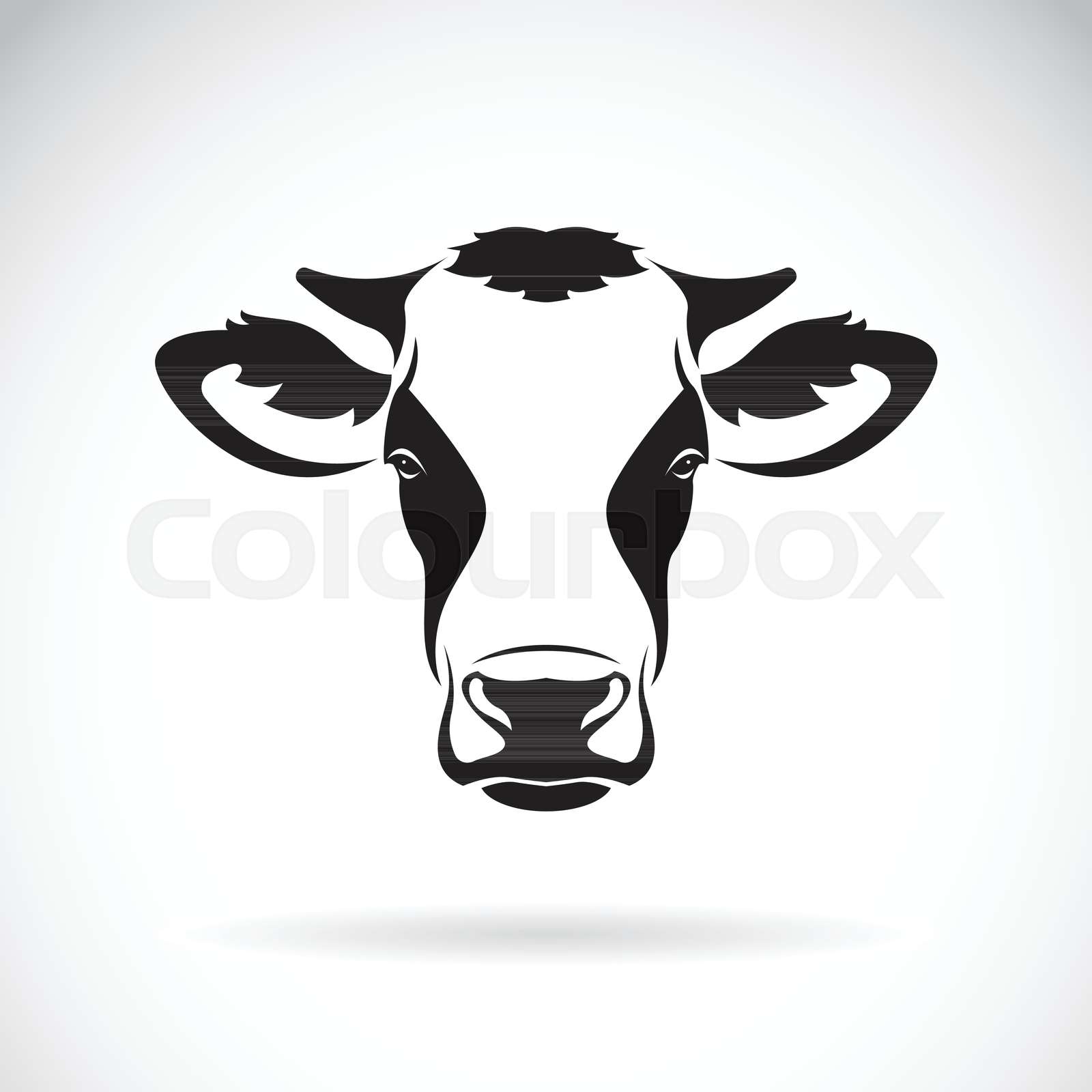 ko, hoved, vektor | Stock vektor | Colourbox