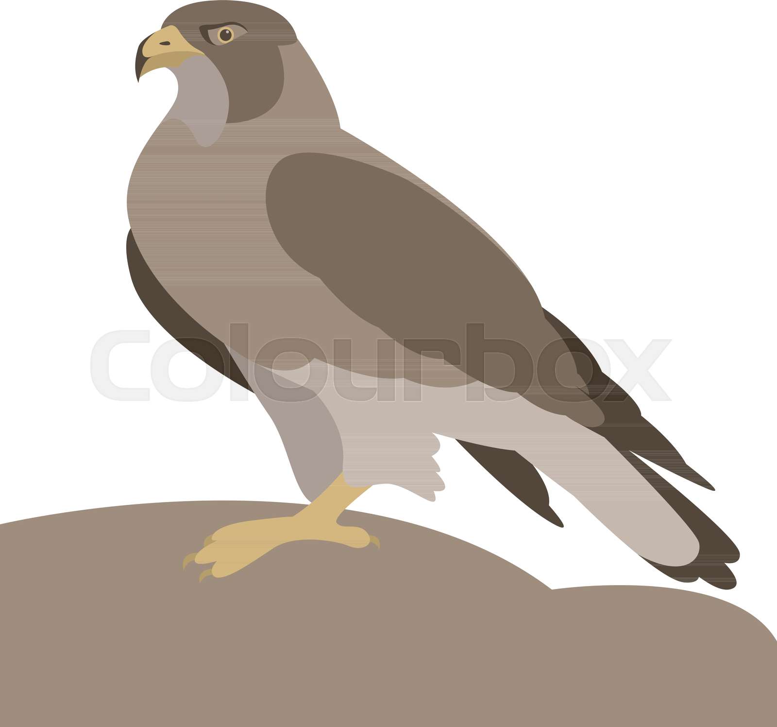 eagle bird vector | Stock vector | Colourbox