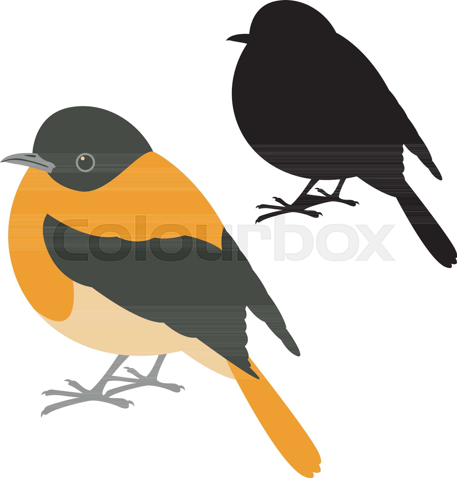 robin vector illustration | Stock vector | Colourbox