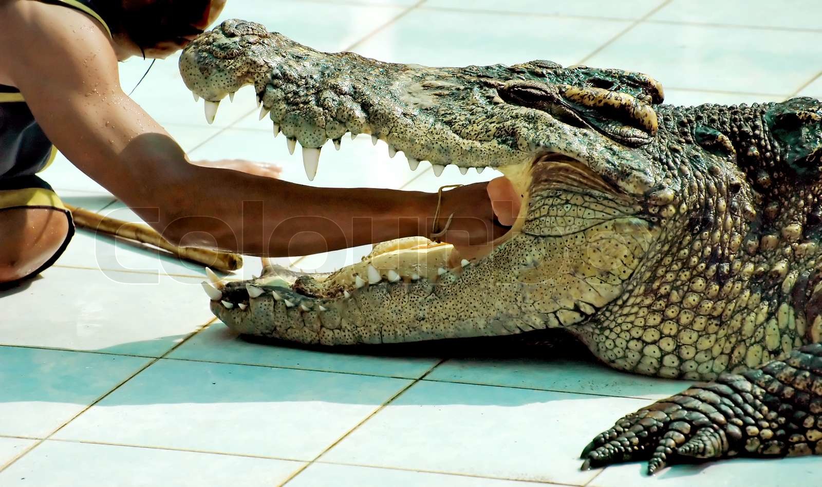 Man puts his hand into the mouth of the crocodile | Stock image | Colourbox
