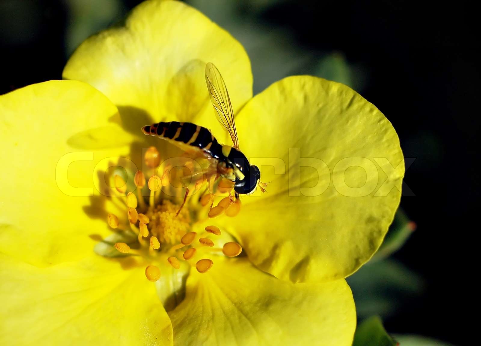 Lille hveps på gul blomst | Stock foto | Colourbox
