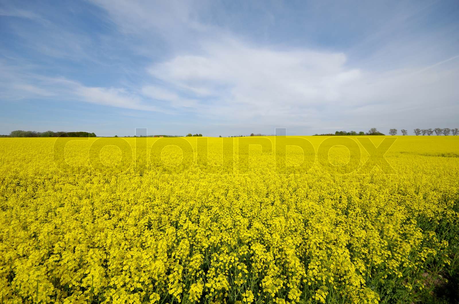 Rapsmark og en blå og overskyet himmel | Stock foto | Colourbox