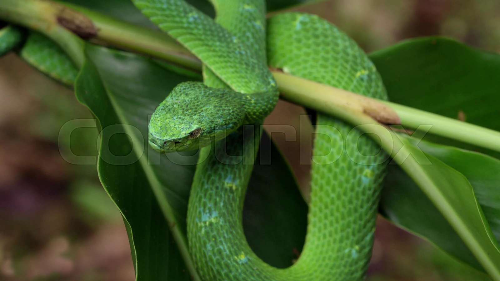 Green snake on a branch | Stock image | Colourbox
