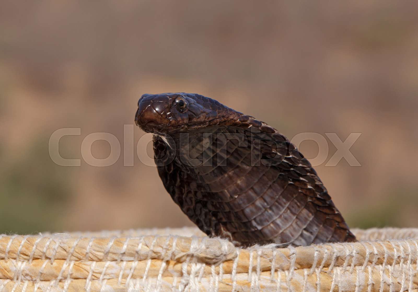 Indian cobra standing up from fakir's basket | Stock image | Colourbox