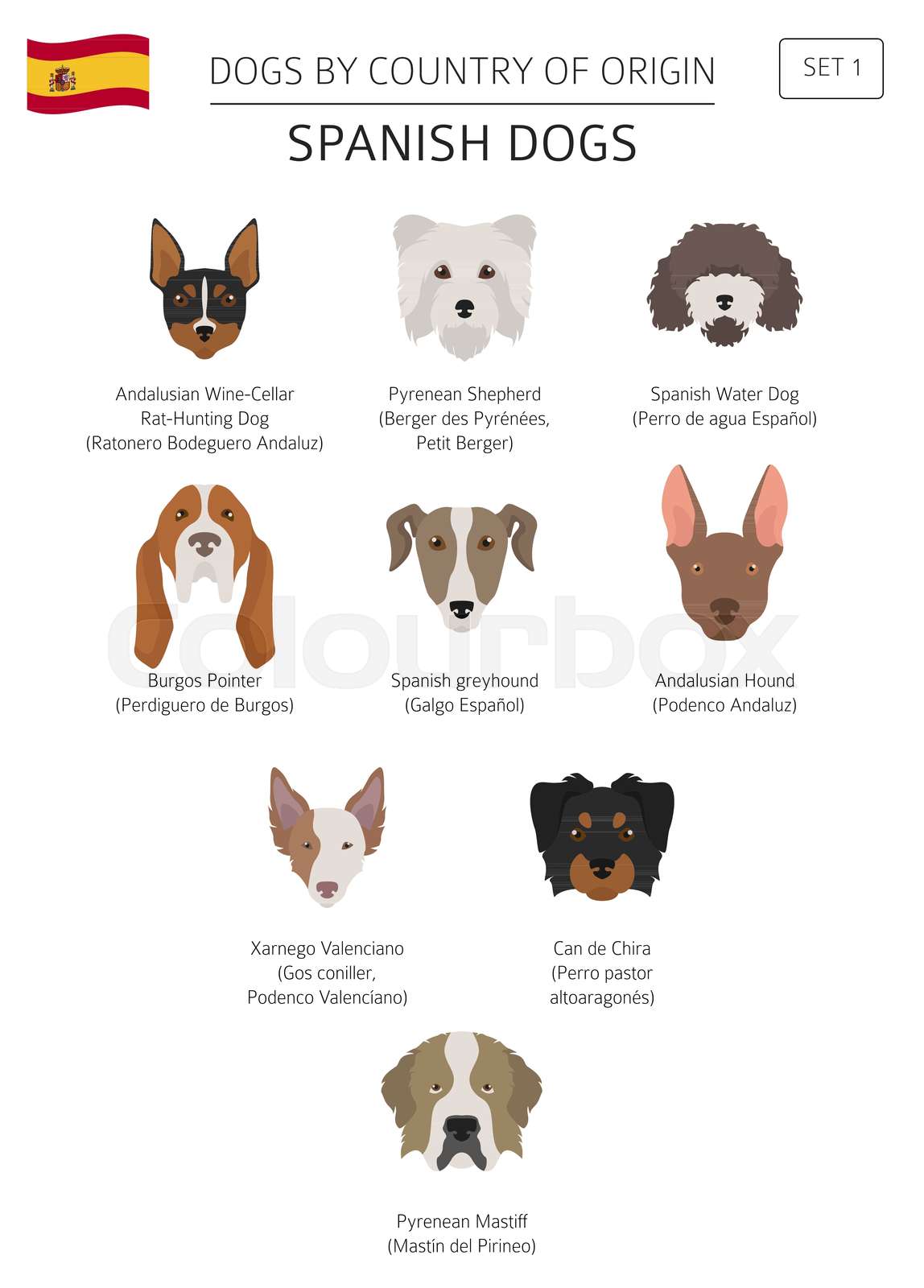 Dogs by country of origin. Spanish dog breeds. Infographic template ...