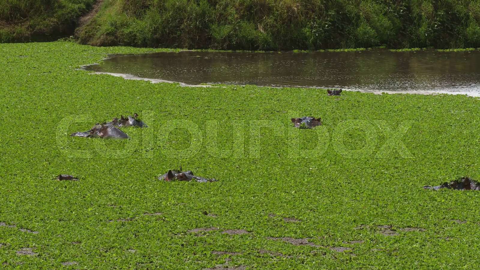 hippo in the swamp | Stock image | Colourbox