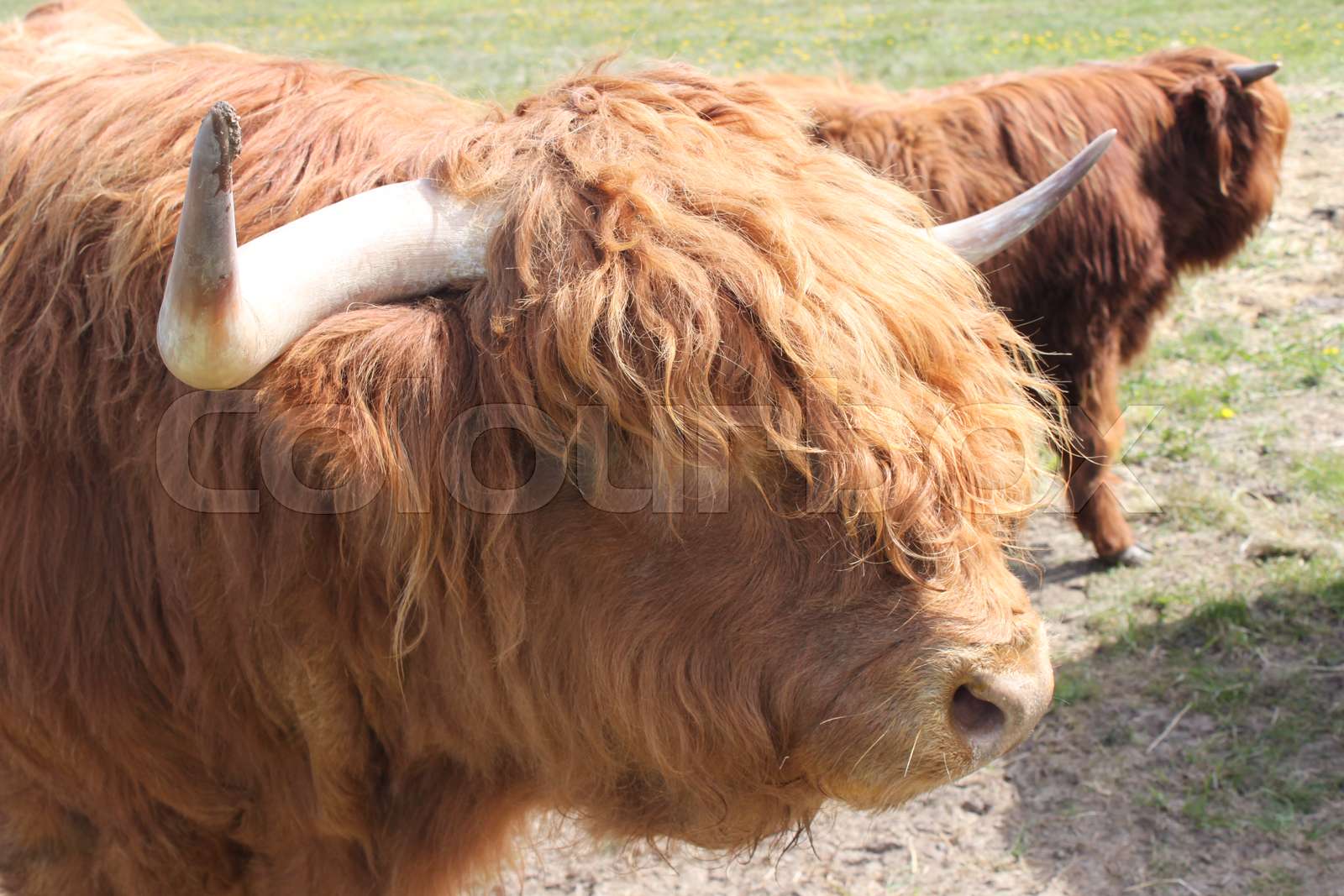 cattle, denmark, highland | Stock image | Colourbox