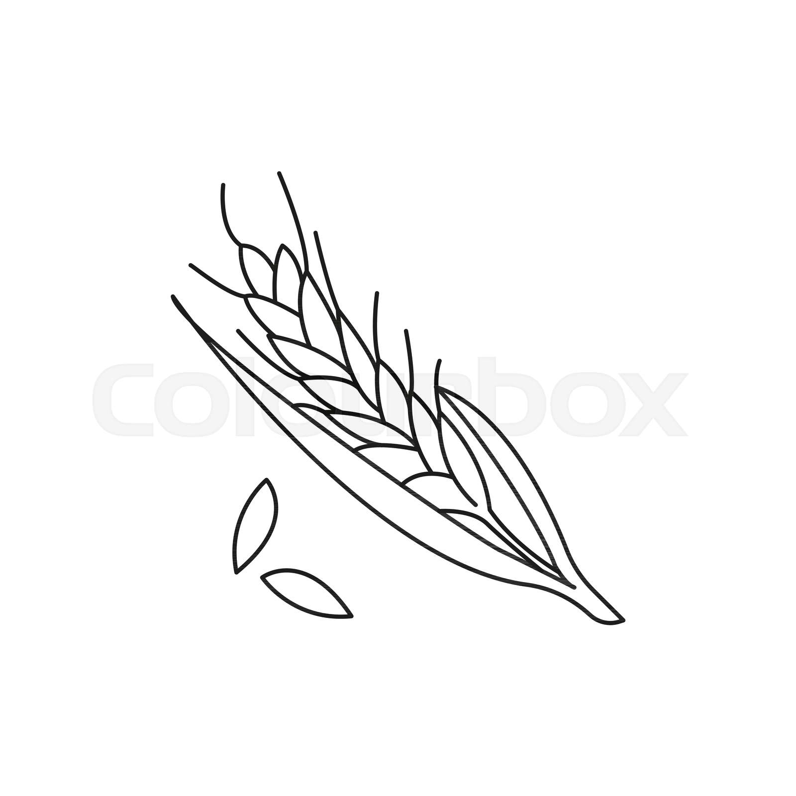 Wheat icon, outline style | Stock vector | Colourbox