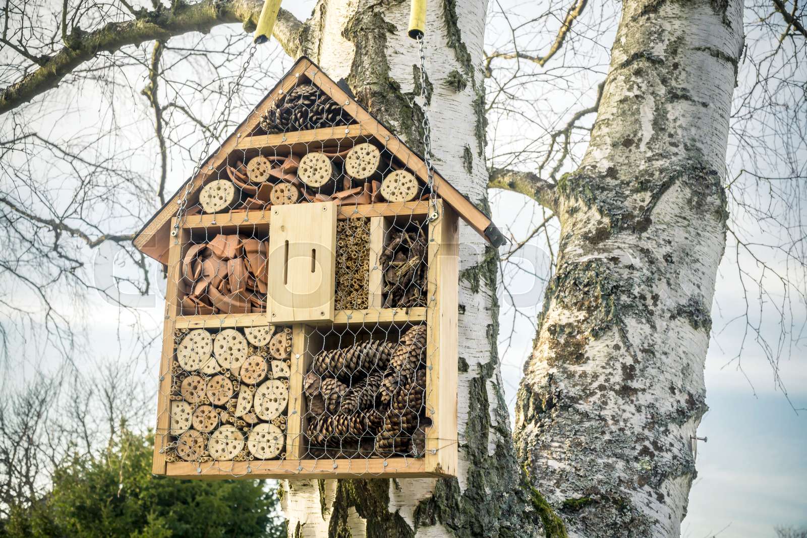 Insect House | Stock image | Colourbox
