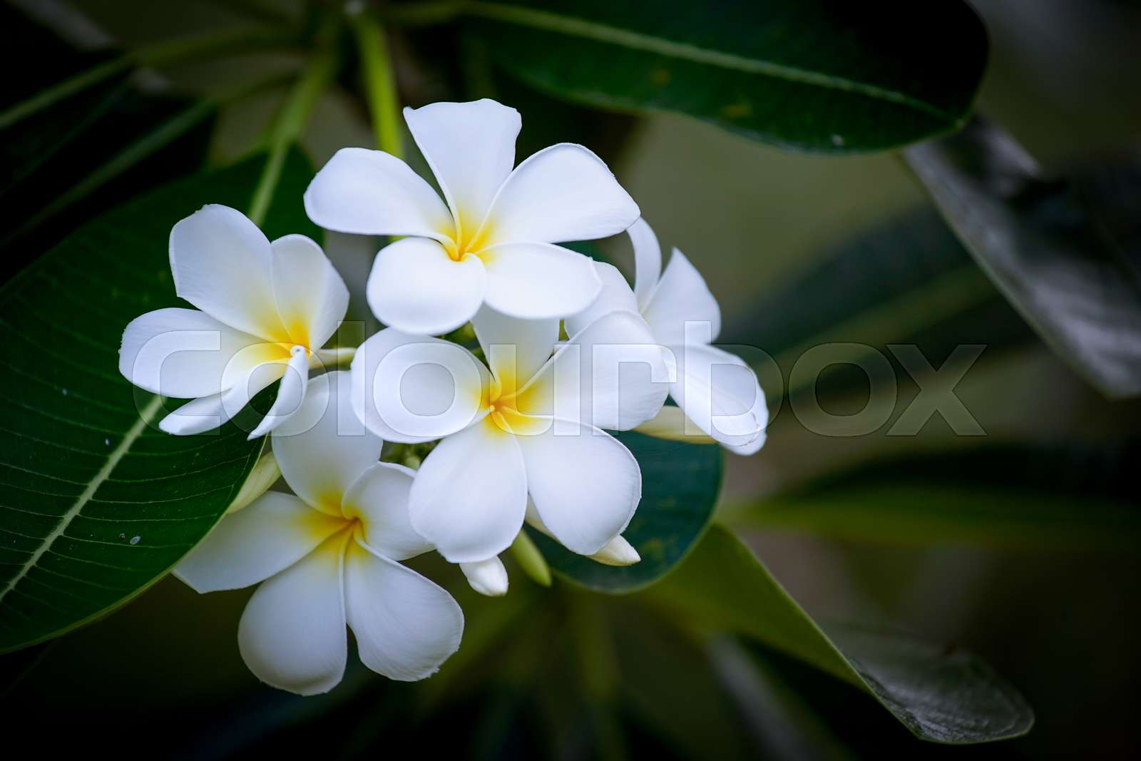 Plumeria Flower Photography