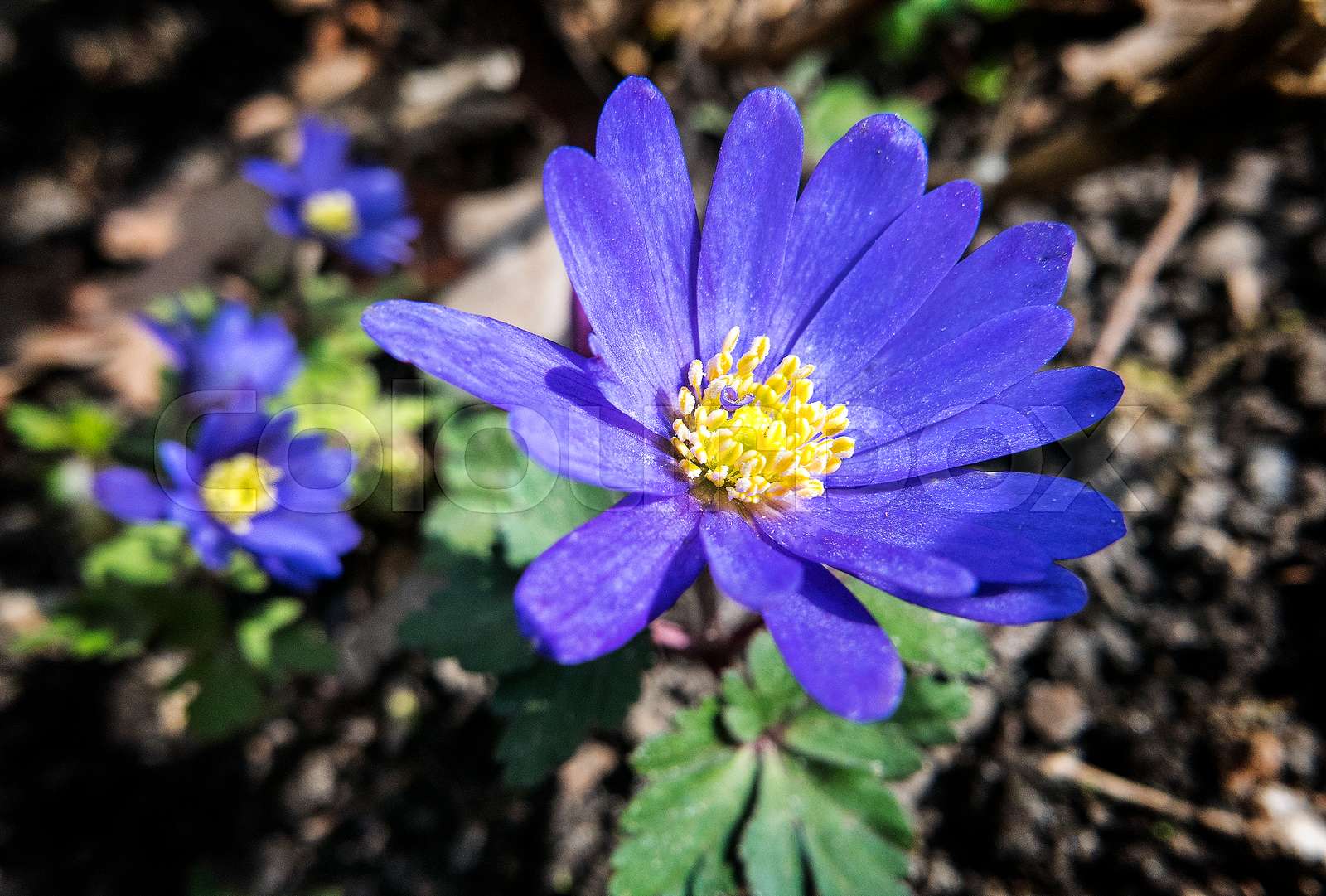 Blue anemones | Stock image | Colourbox