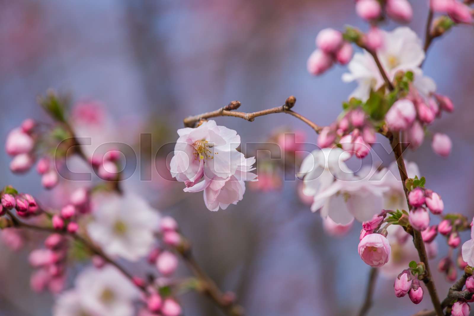 A beautiful sakura cherry blossoms in a sunny spring day. Cherry ...