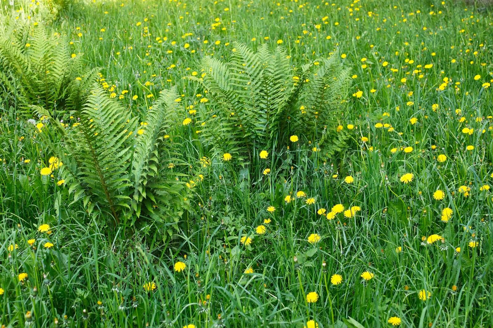 Fields with flowering dandelions and other motley grass and fern bushes ...