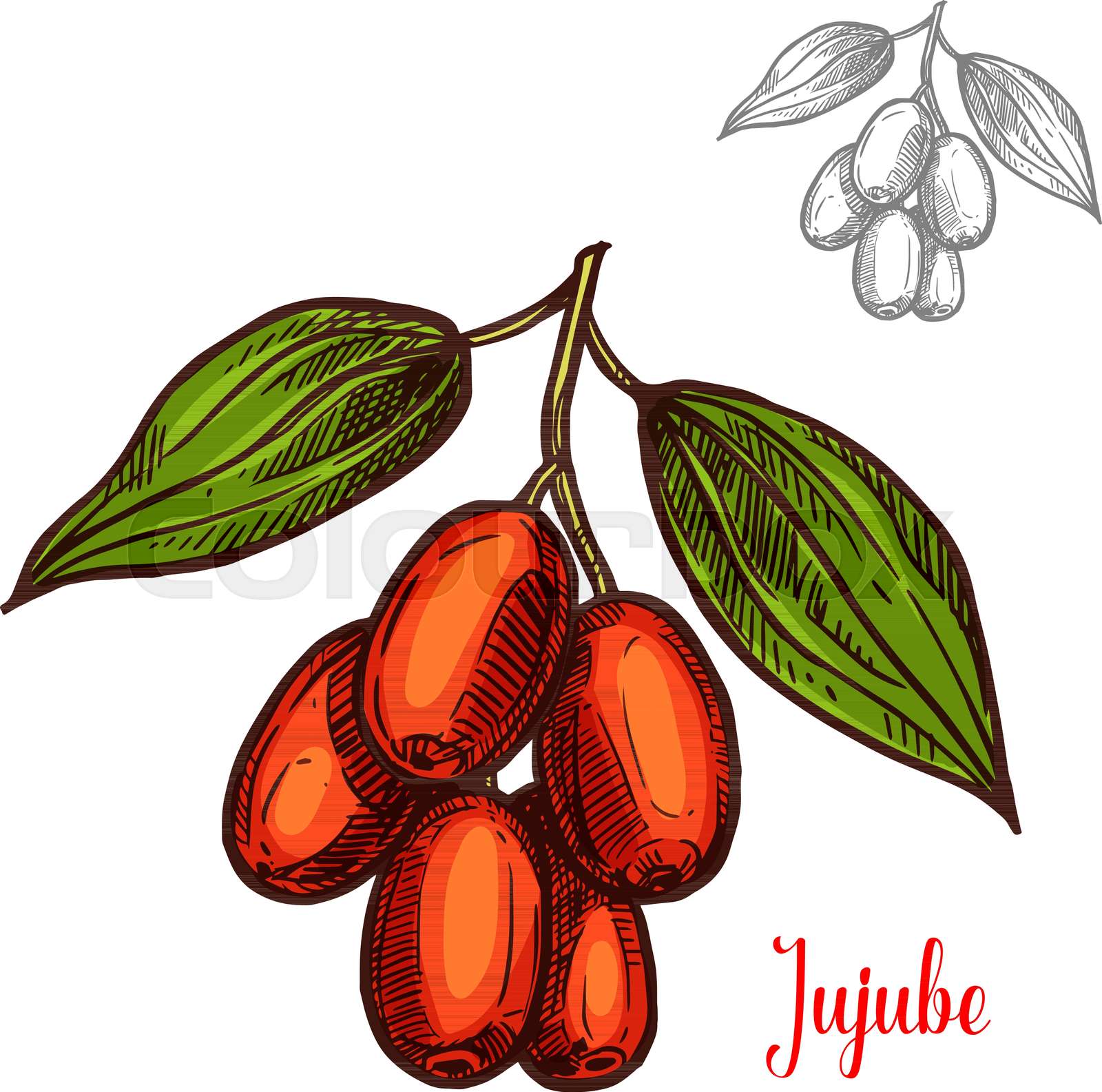 Jujube vector sketch fruit berry icon | Stock vector | Colourbox